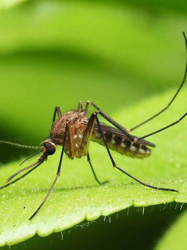 Cropped Mosquitoes